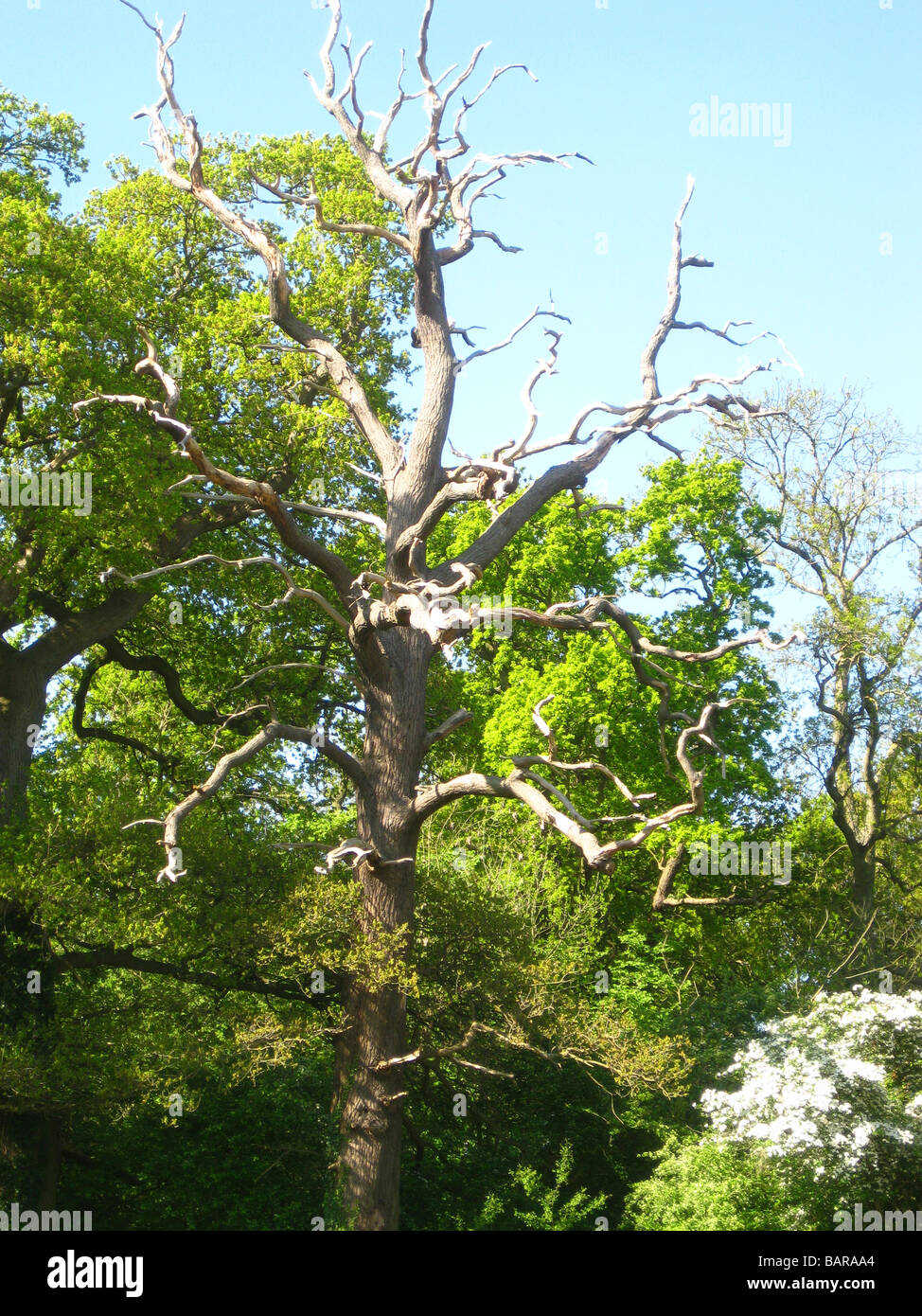Trees at spring in Montrose Pk, Burnt Oak, Barnett, London, England ...