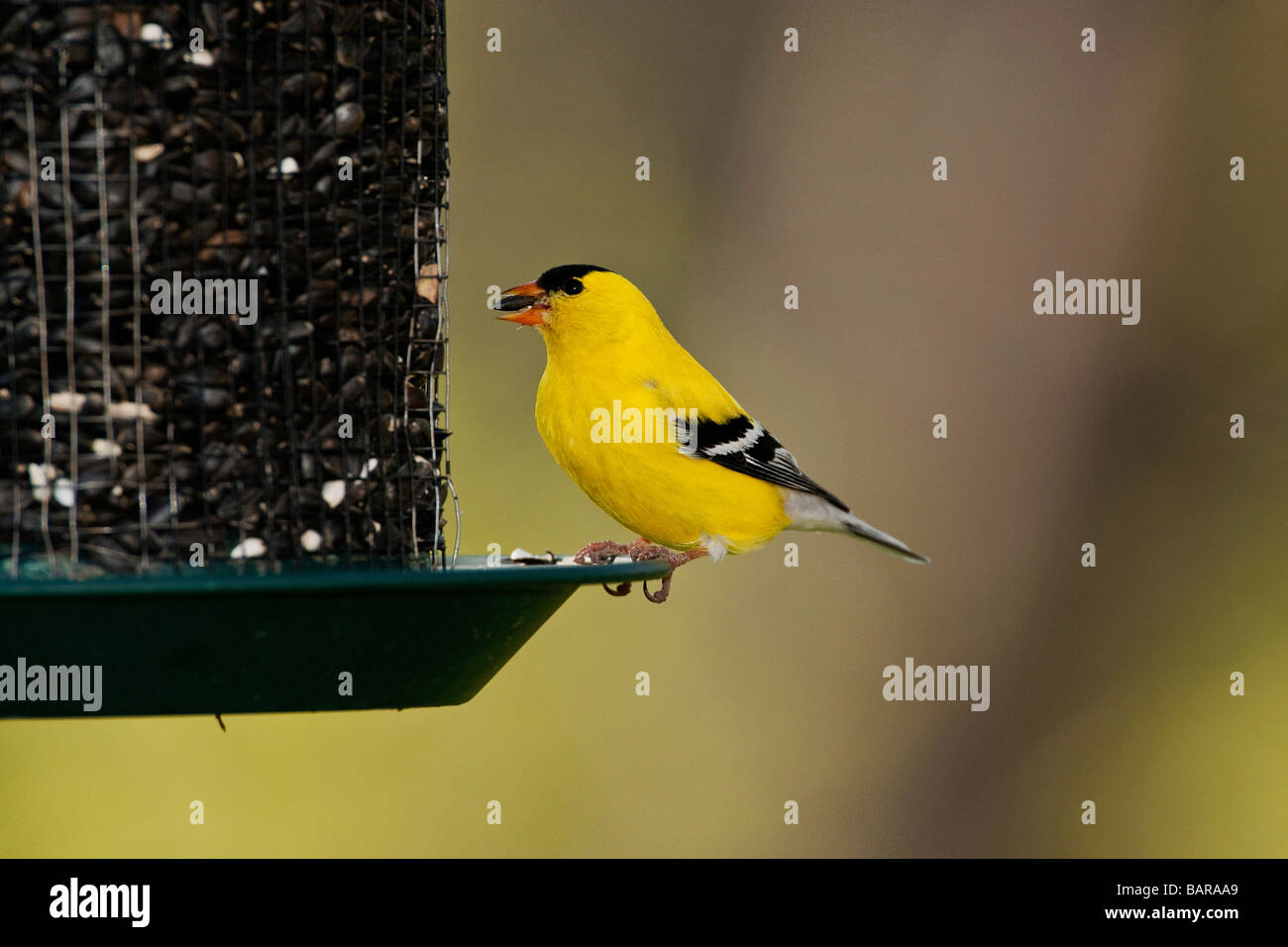 Male American Goldfinch in breeding plummage on feeder Stock Photo - Alamy