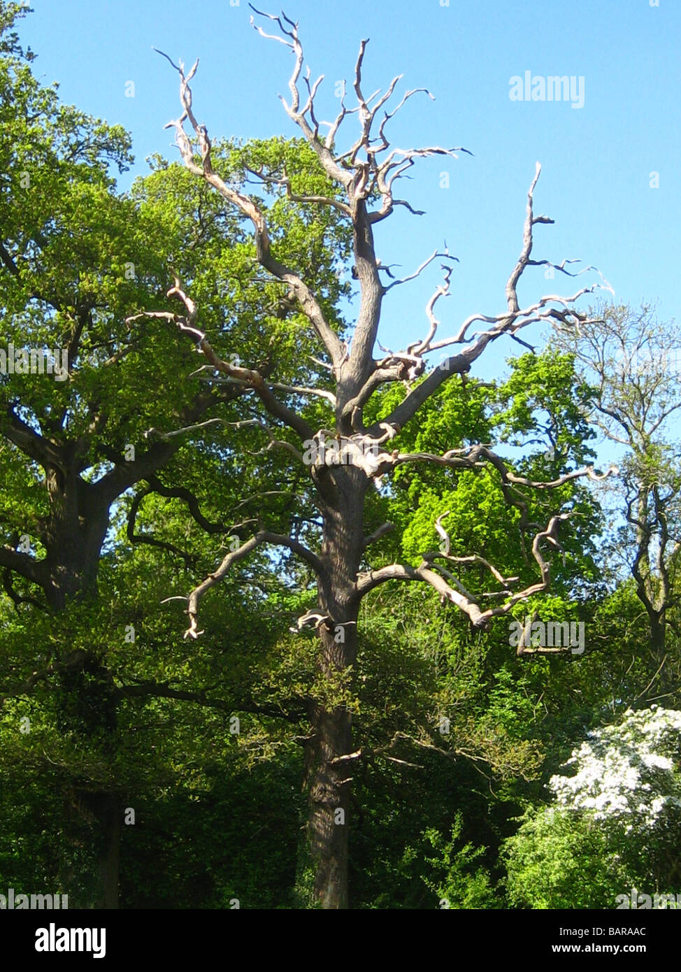 Barnett branch hi-res stock photography and images - Alamy