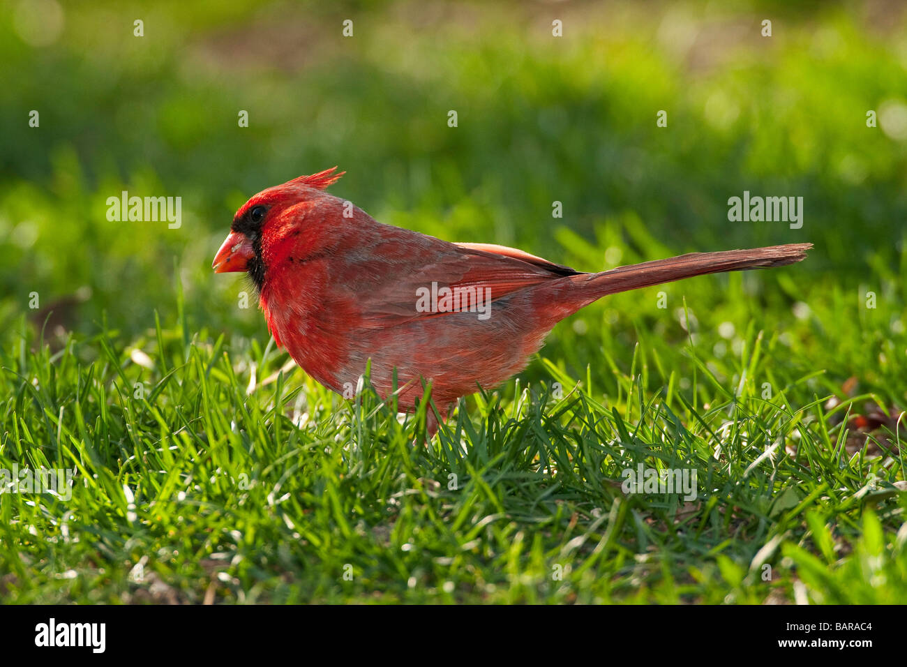 Male Cardinal foraging in green grass Stock Photo - Alamy