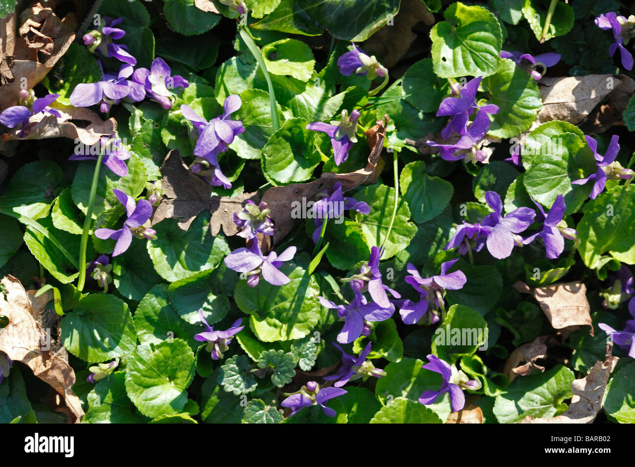DOG VIOLET Viola riviniana PLANTS IN FLOWER Stock Photo - Alamy