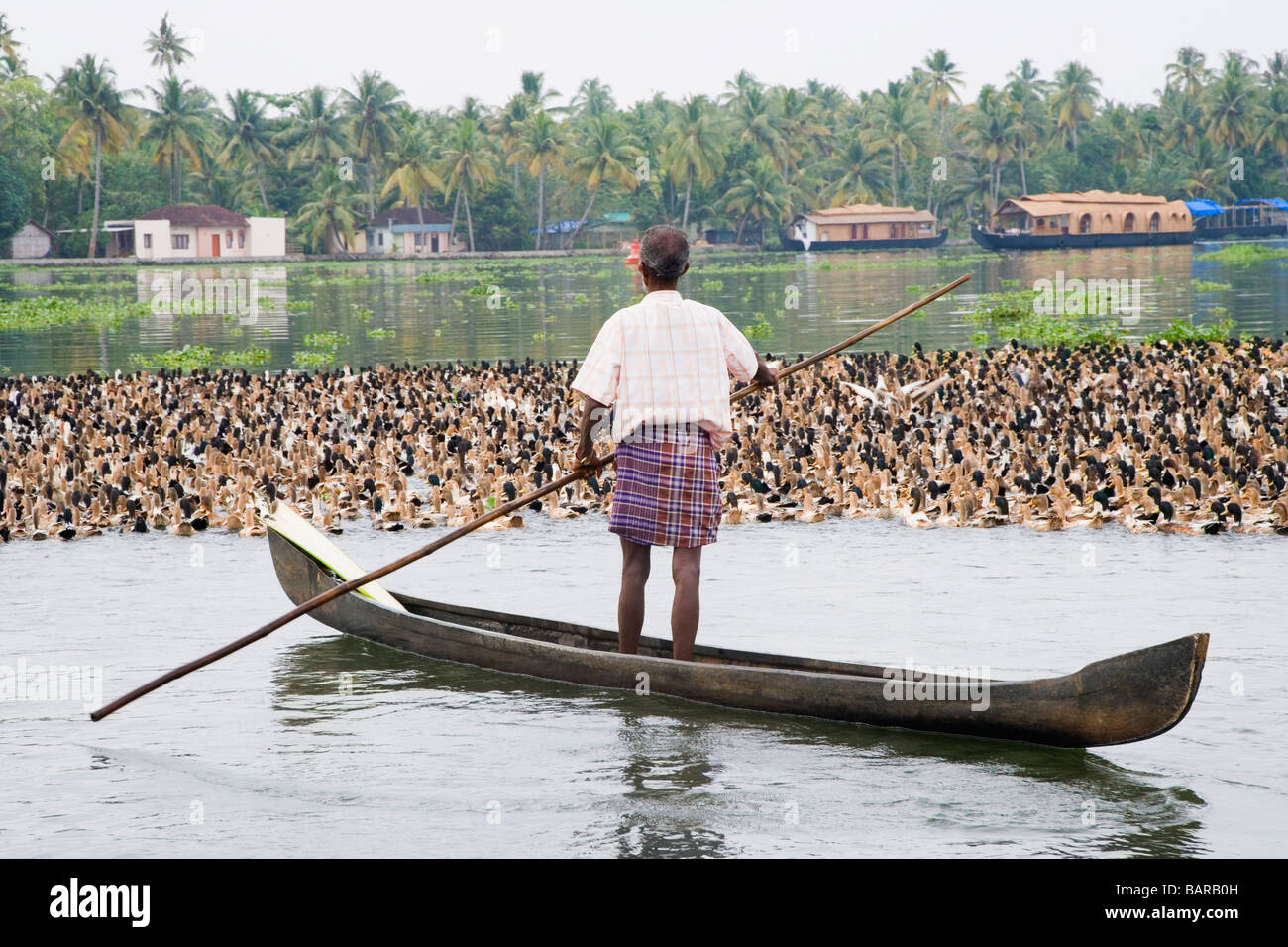 Rear view of a man rowing a boat, Cochin, Kerala, India Stock Photo - Alamy