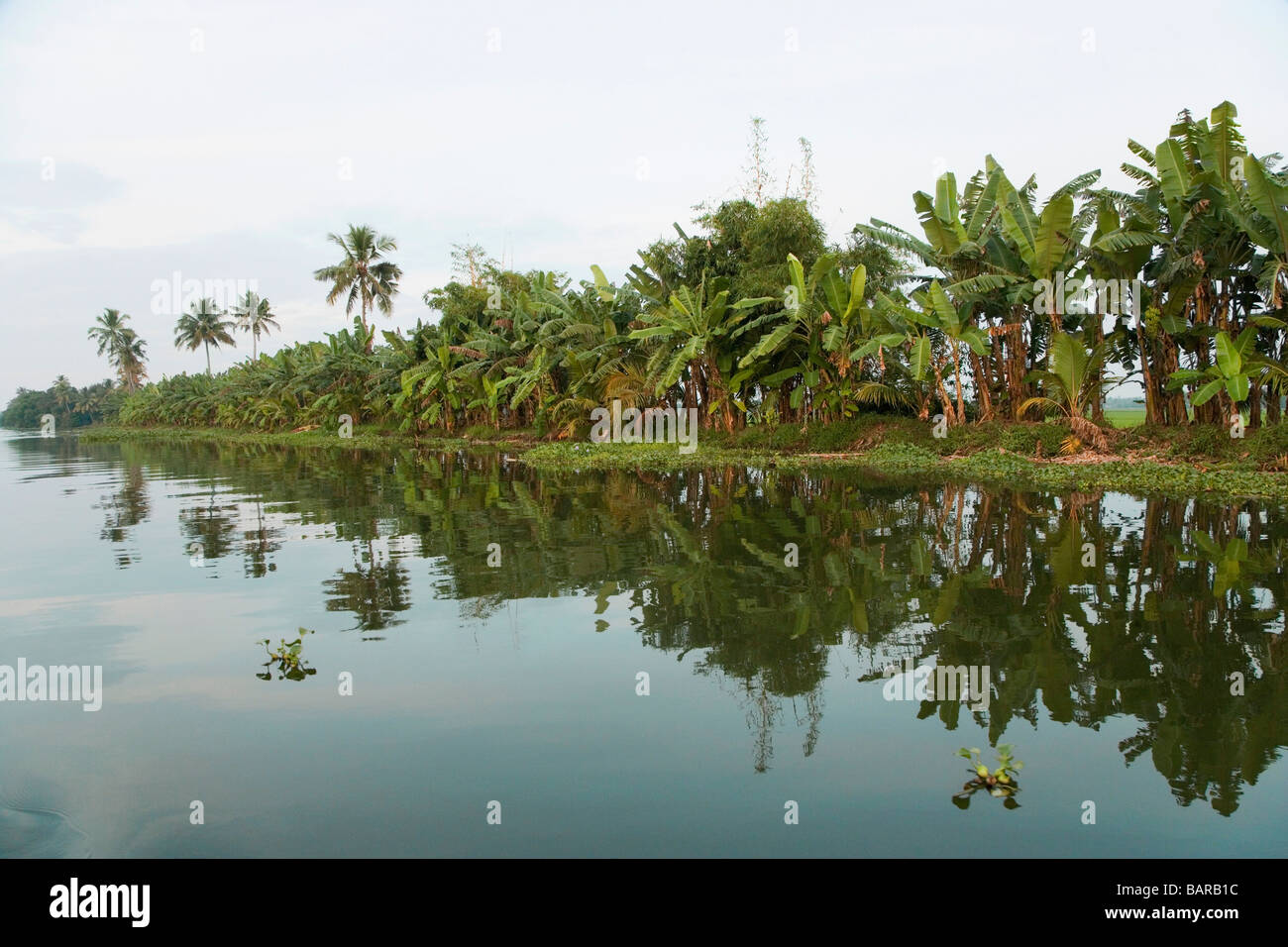 Reflection of trees in a lake, Cochin, Kerala, India Stock Photo - Alamy