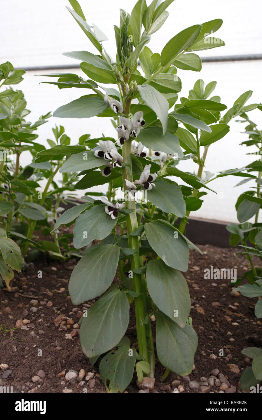 Broad bean plant hi-res stock photography and images - Alamy
