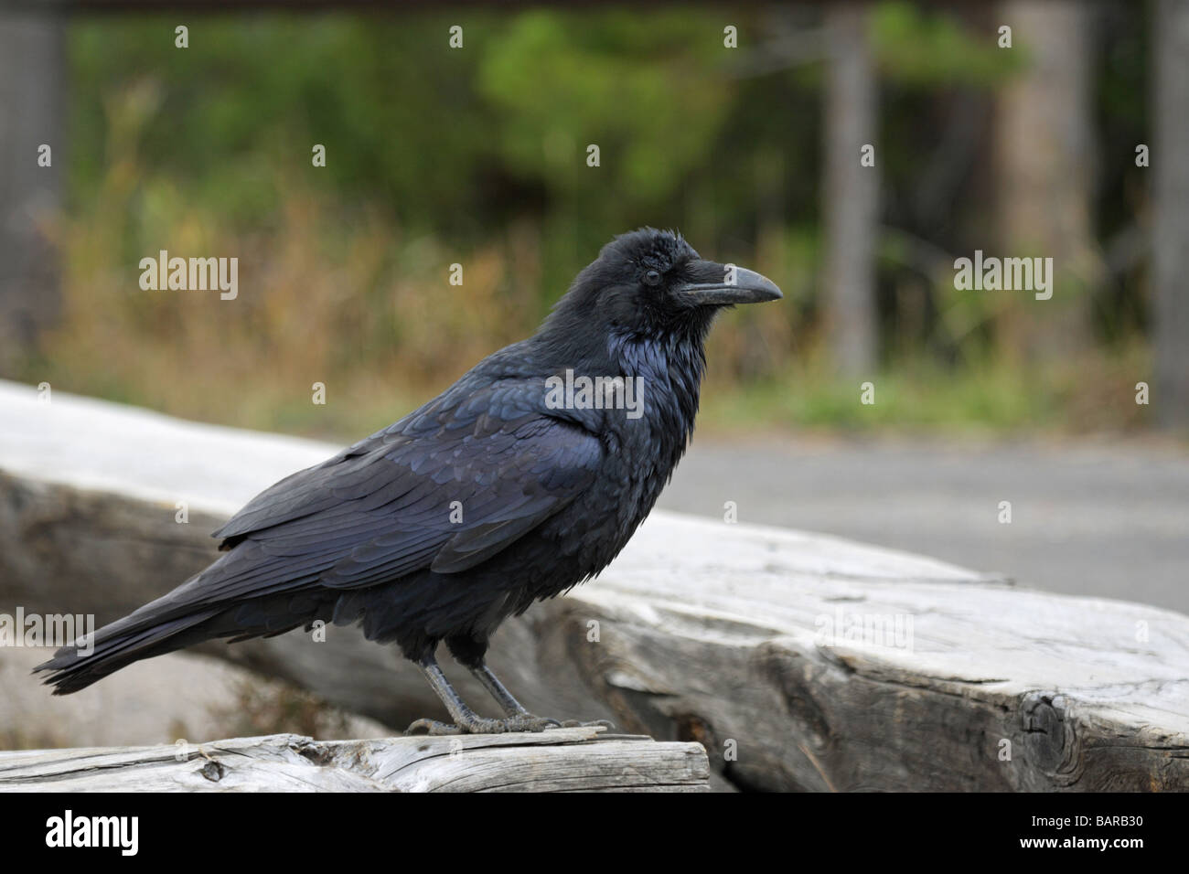 Raven Corvus corax sitting on a stone wall in the Grand Teton national ...