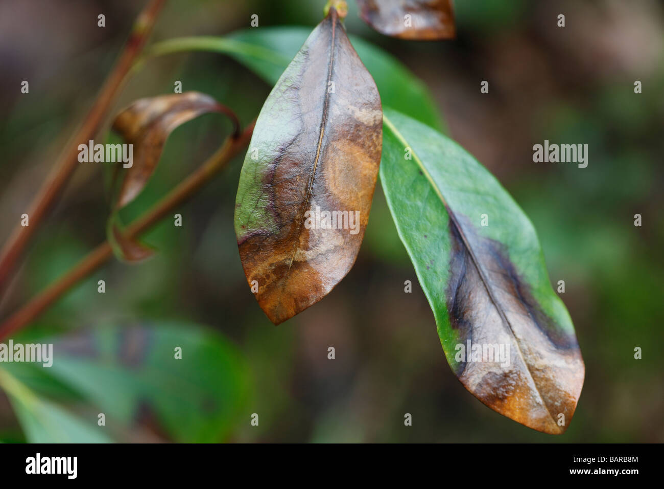 SUDDEN OAK DEATH PHYTOPHTHORA KERNOVIAE LEAF TIP NECROSIS ON ...