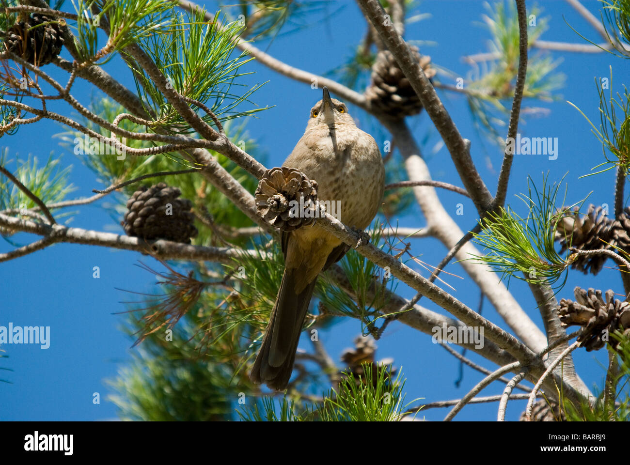 Curve-billed Thrasher (Toxostoma curvirostre) perched in a pine tree in ...