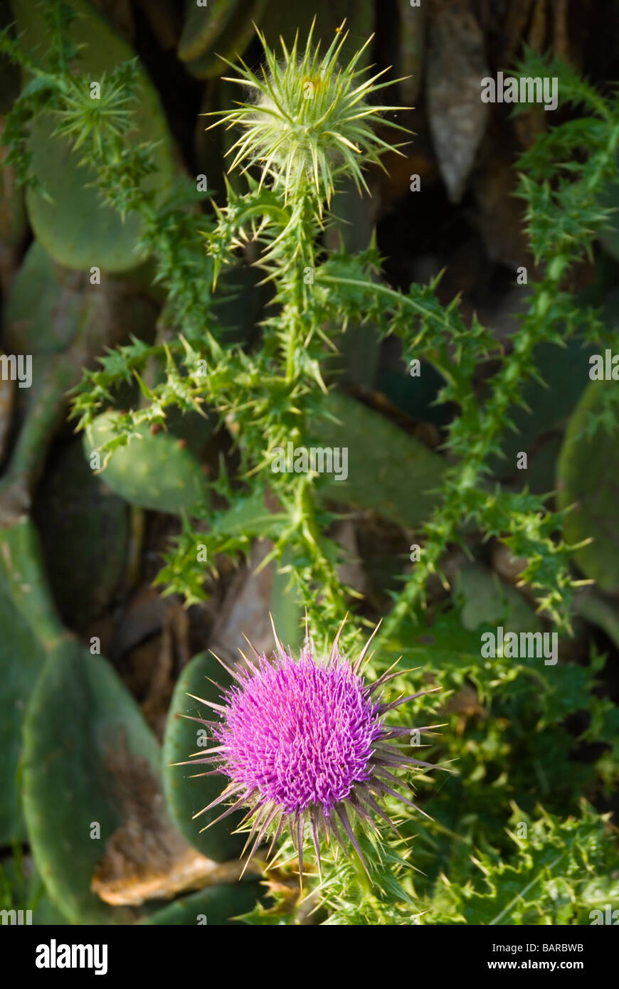 Greek thistle hi-res stock photography and images - Alamy
