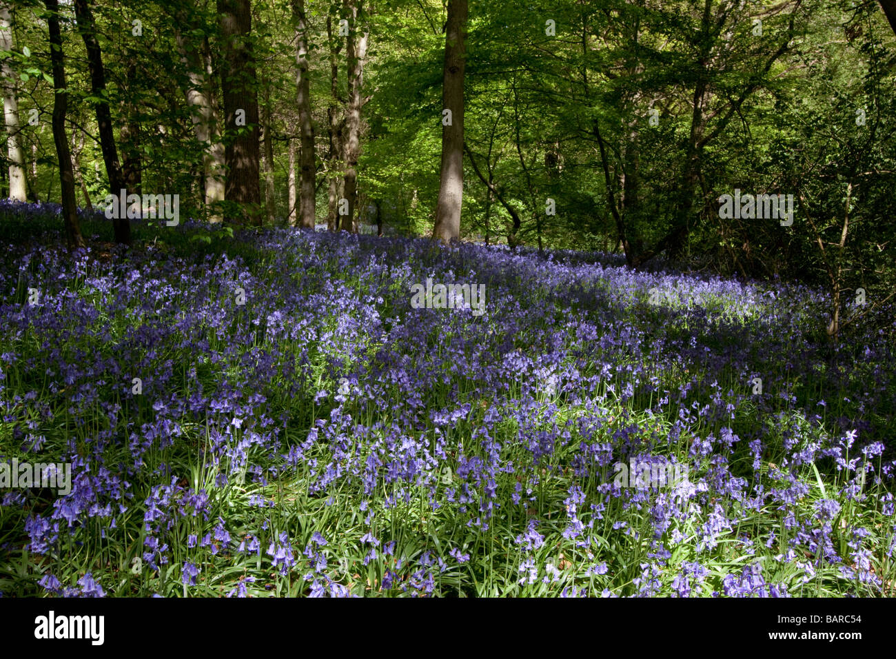 Staffhurst wood hi-res stock photography and images - Alamy