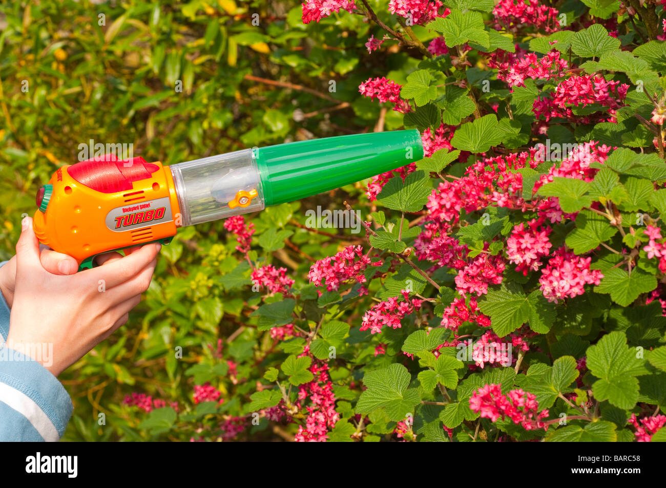 A young boy child catching insects outdoors in the garden using a ...