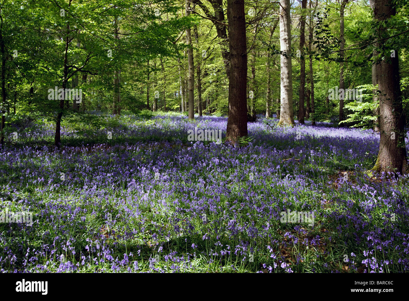 Staffhurst wood hi-res stock photography and images - Alamy