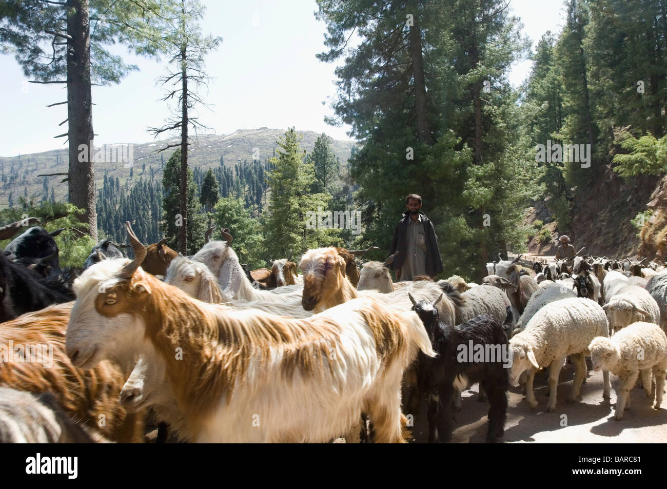 Shepherd with herd of sheep and goats, Jammu and Kashmir, India Stock ...