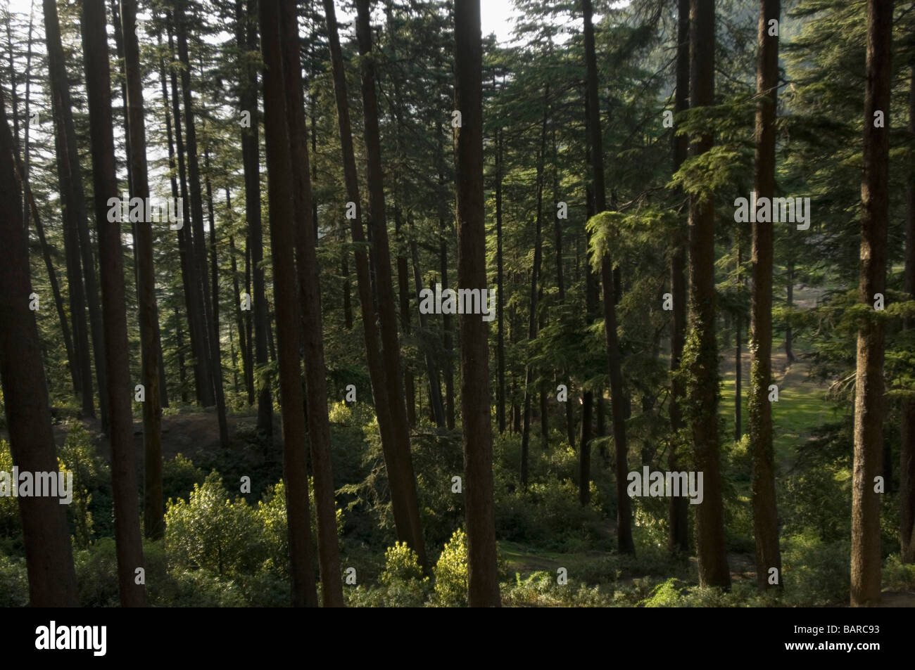 Kashmir tree hi-res stock photography and images - Alamy