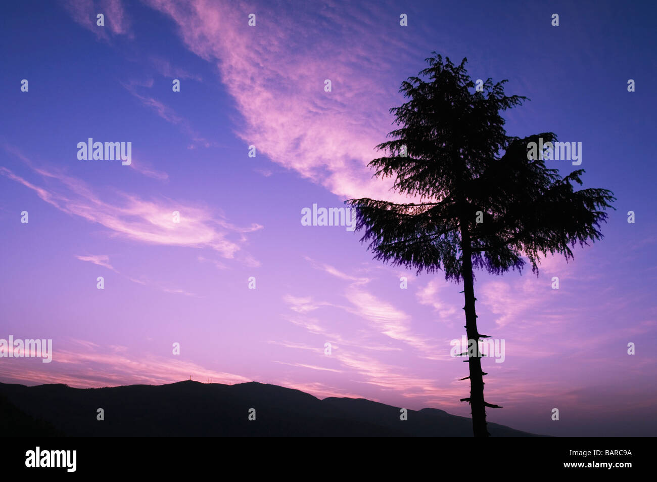 Kashmir tree hi-res stock photography and images - Alamy