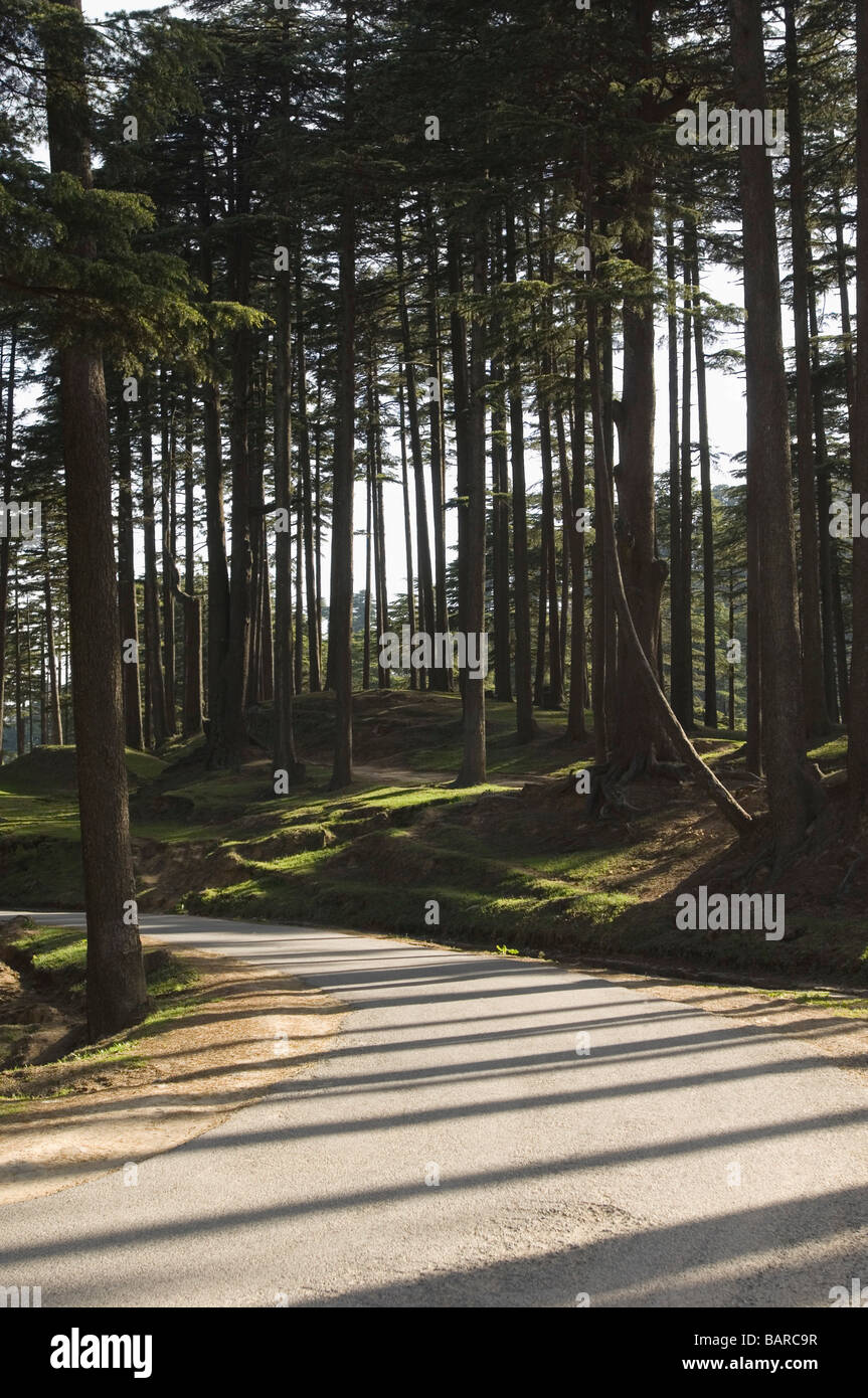 Trees along a roadside, Patnitop, Jammu and Kashmir, India Stock Photo ...
