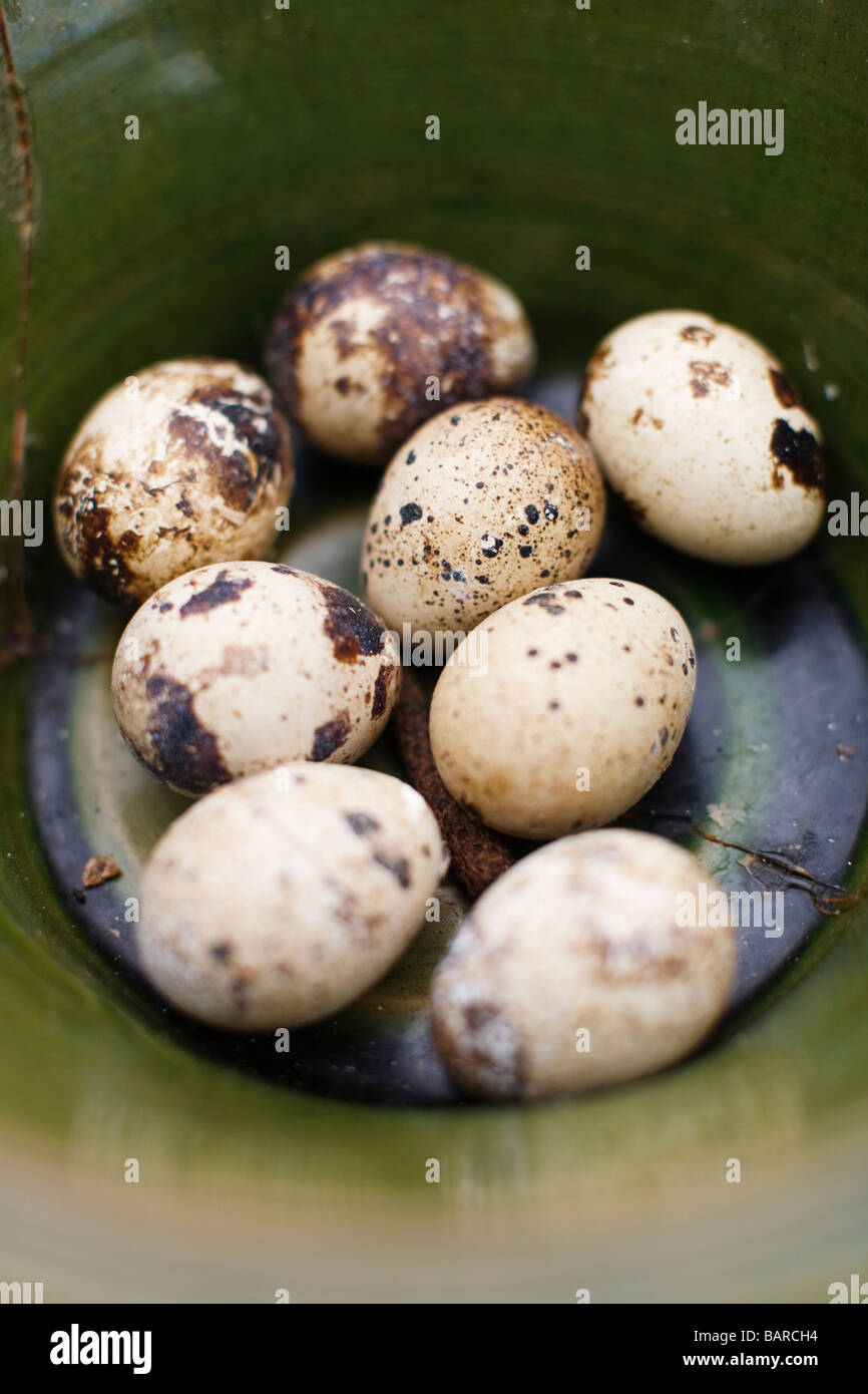 Eight eggs hi-res stock photography and images - Alamy