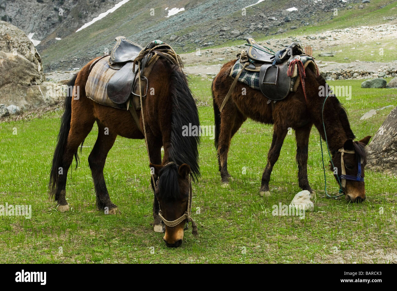 Saddle Mule Stock Photos & Saddle Mule Stock Images - Alamy