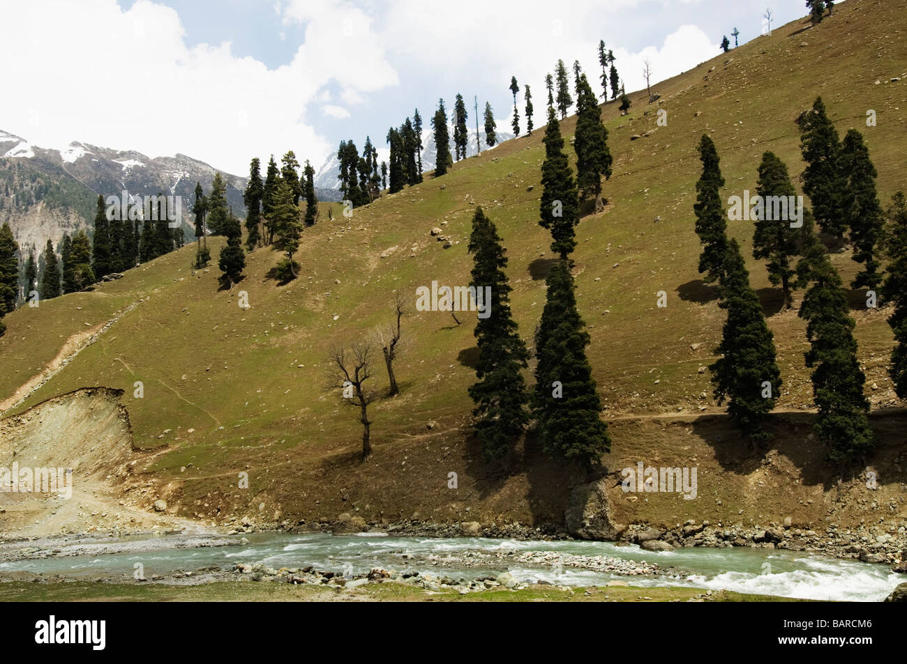 Trees on a rolling landscape, Sonmarg, Jammu And Kashmir, India Stock ...