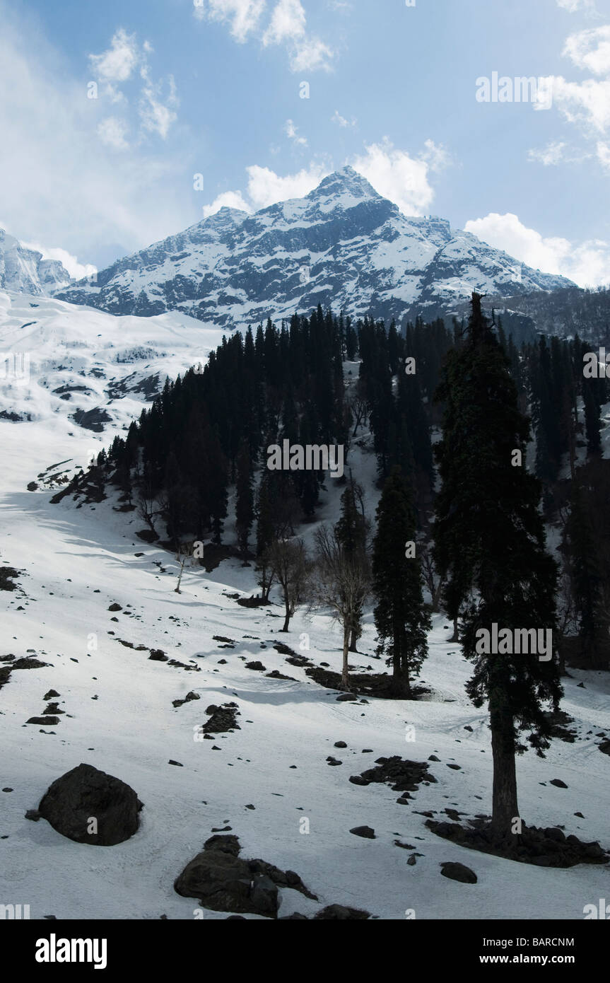 Trees on a mountain, Thajiwas Glacier, Sonmarg, Jammu And Kashmir ...