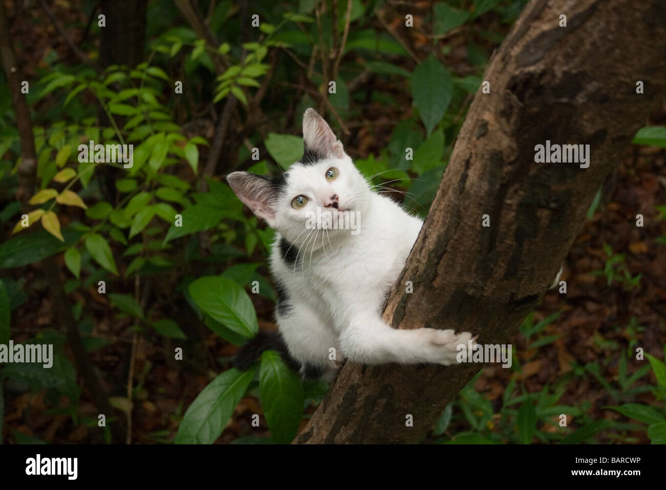 Cat climbing tree hi-res stock photography and images - Alamy