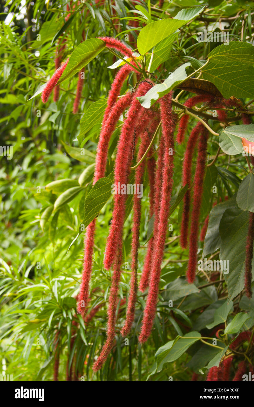 Barbados Flower Forest botanical park chenille plant Stock Photo - Alamy