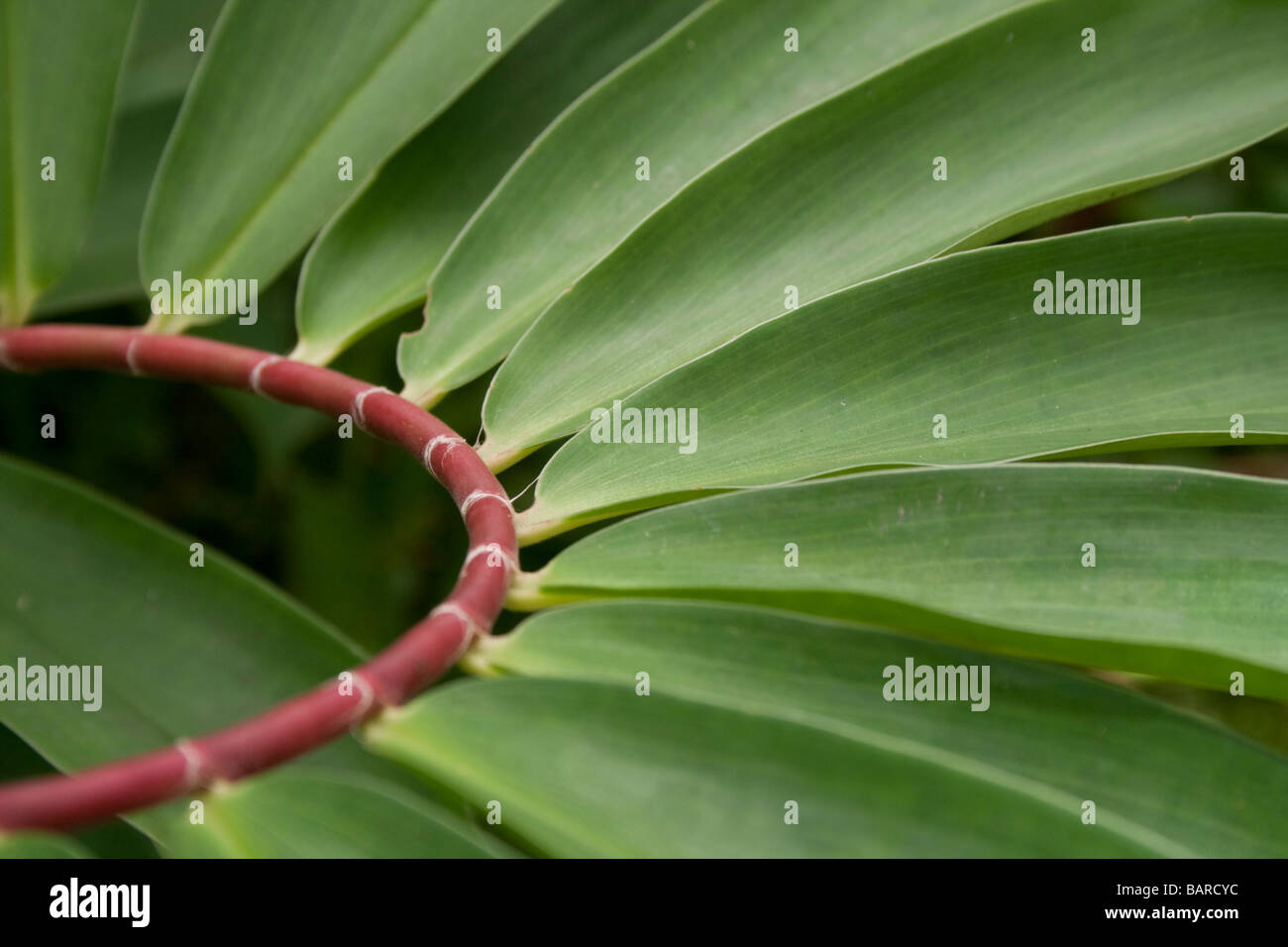 Barbados Flower Forest botanical park coral plant Russelia ...