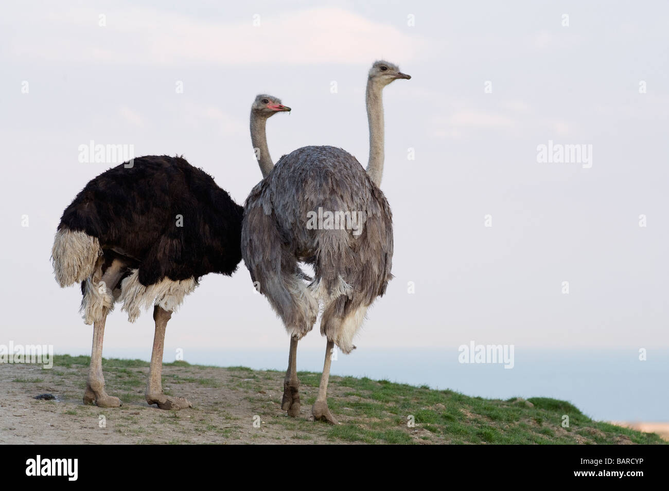 South african black ostrich large hi-res stock photography and images ...