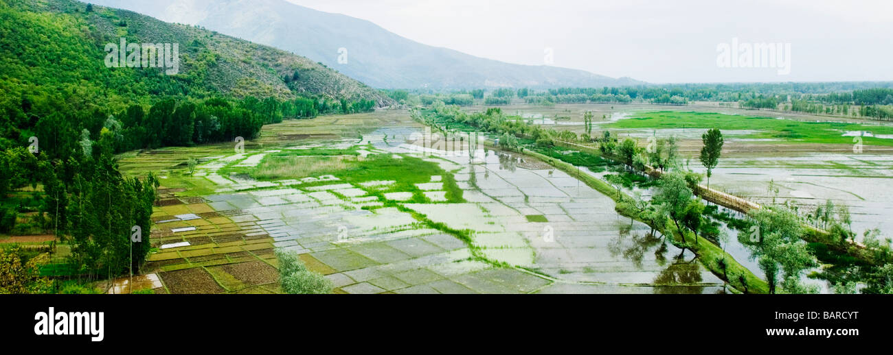 Water in agricultural fields, Wullar Lake, Jammu And Kashmir, India ...