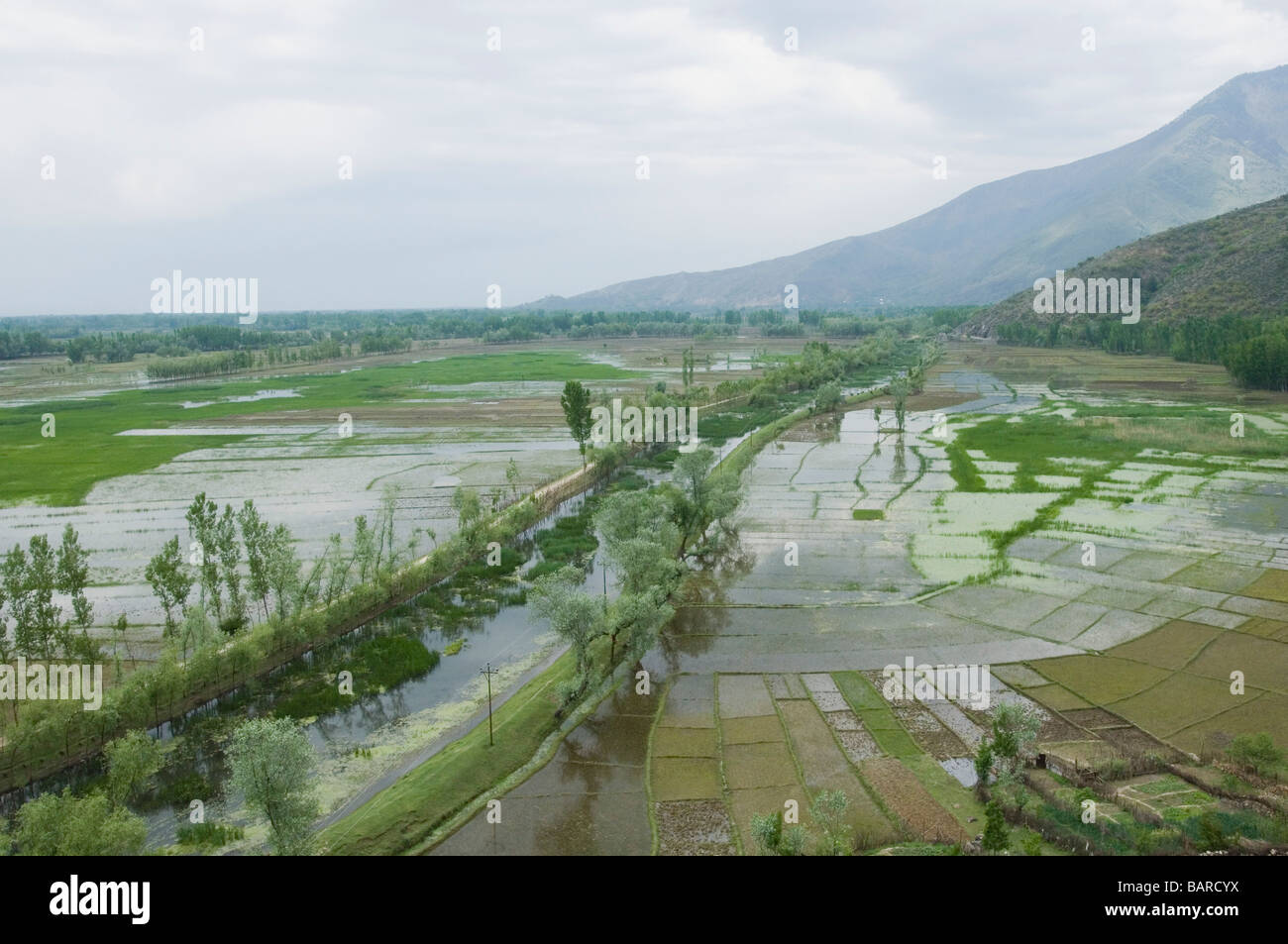 Water in agricultural fields, Wullar Lake, Jammu And Kashmir, India ...