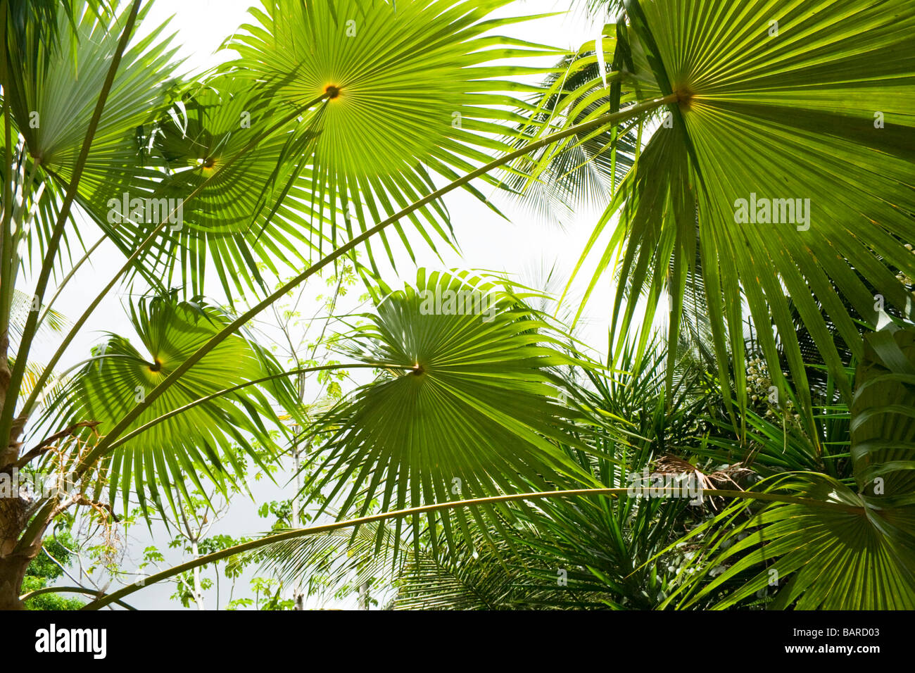 Barbados Flower Forest botanical park palms Stock Photo - Alamy