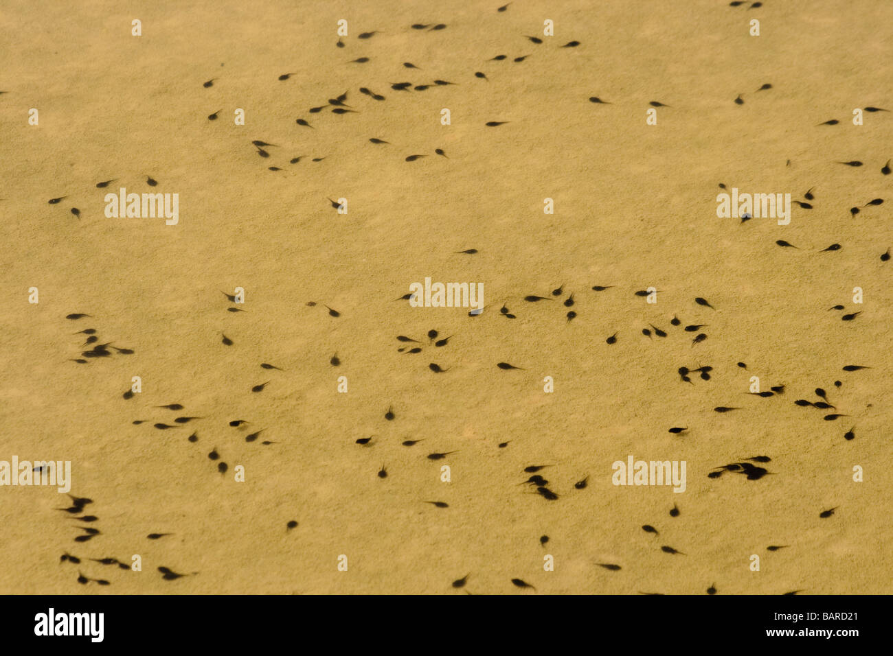 Barbados Graham Hall mangrove swamp reserve park tadpoles in shallow ...
