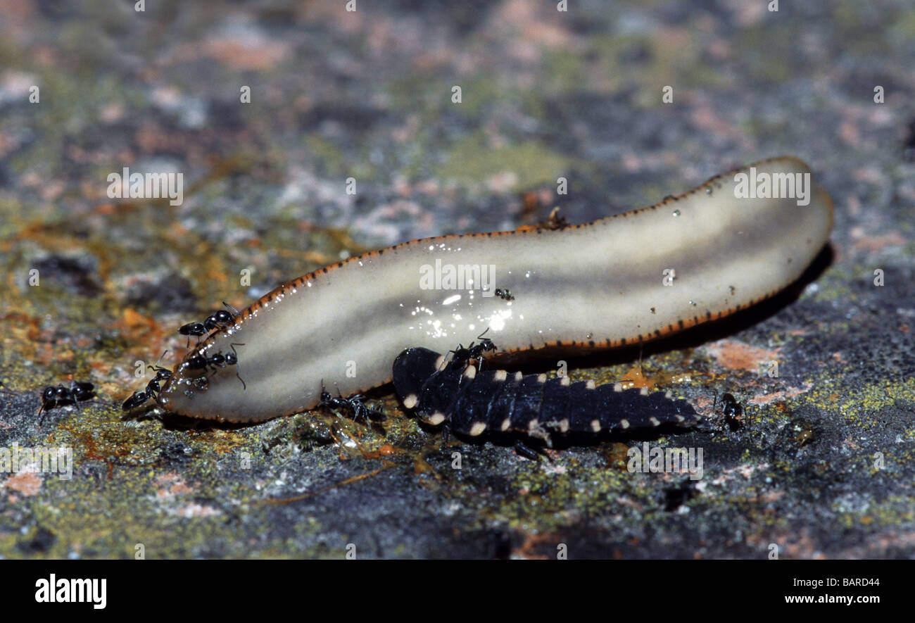Glow-worm larvae 'Lampyris noctiluca' attacking,along with ants,a Red ...