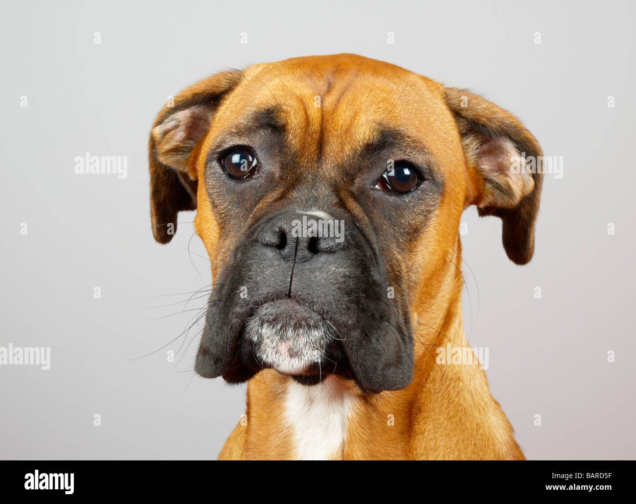 Portrait tess hi-res stock photography and images - Alamy