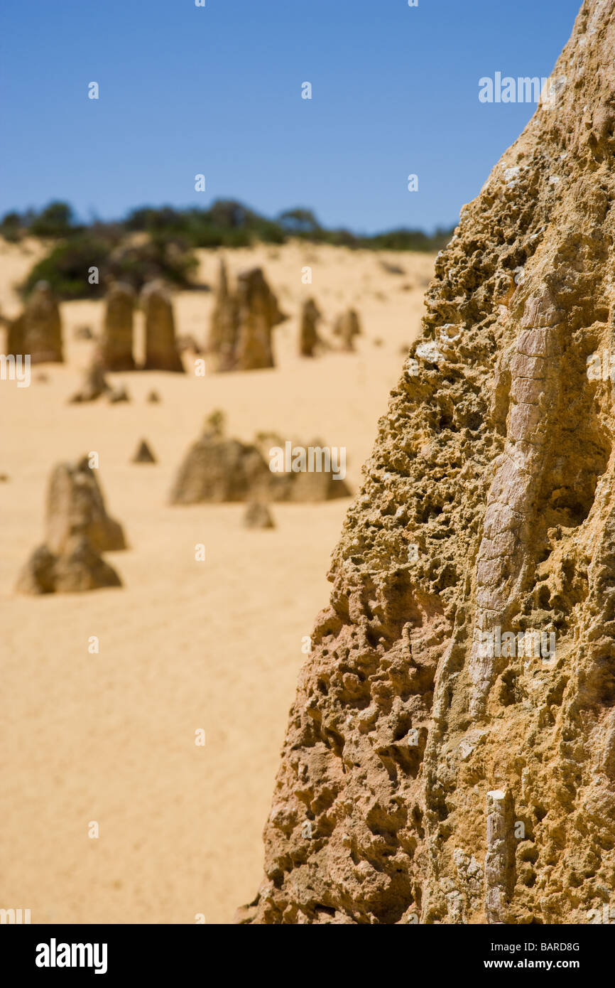 Desert seashells hi-res stock photography and images - Alamy