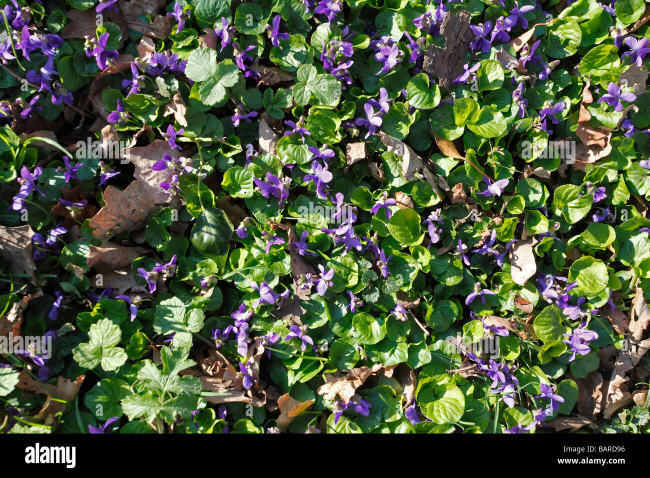 Viola riviniana hi-res stock photography and images - Alamy