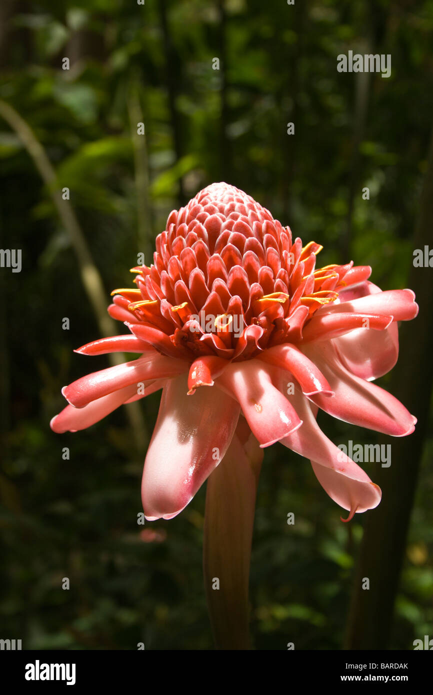 Flower forest botanical garden barbados hi-res stock photography and ...