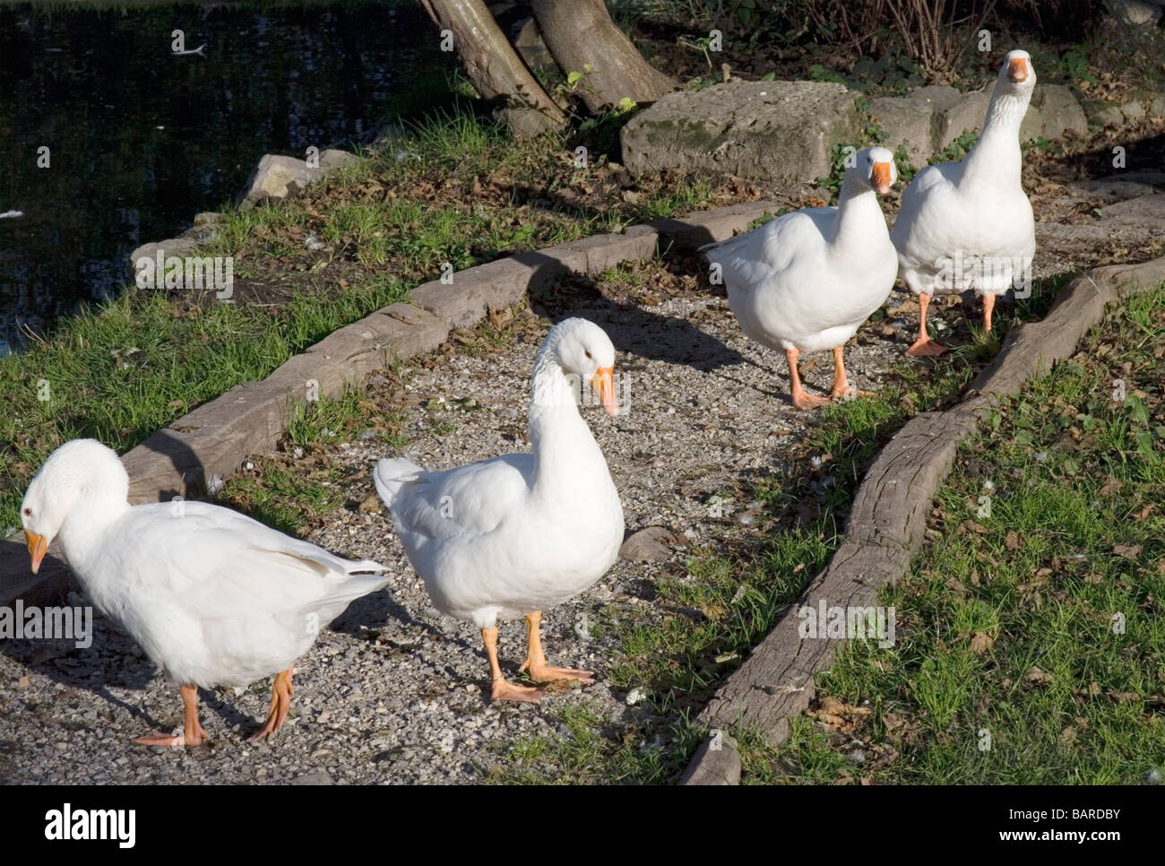 Embden Geese Stock Photos & Embden Geese Stock Images - Alamy