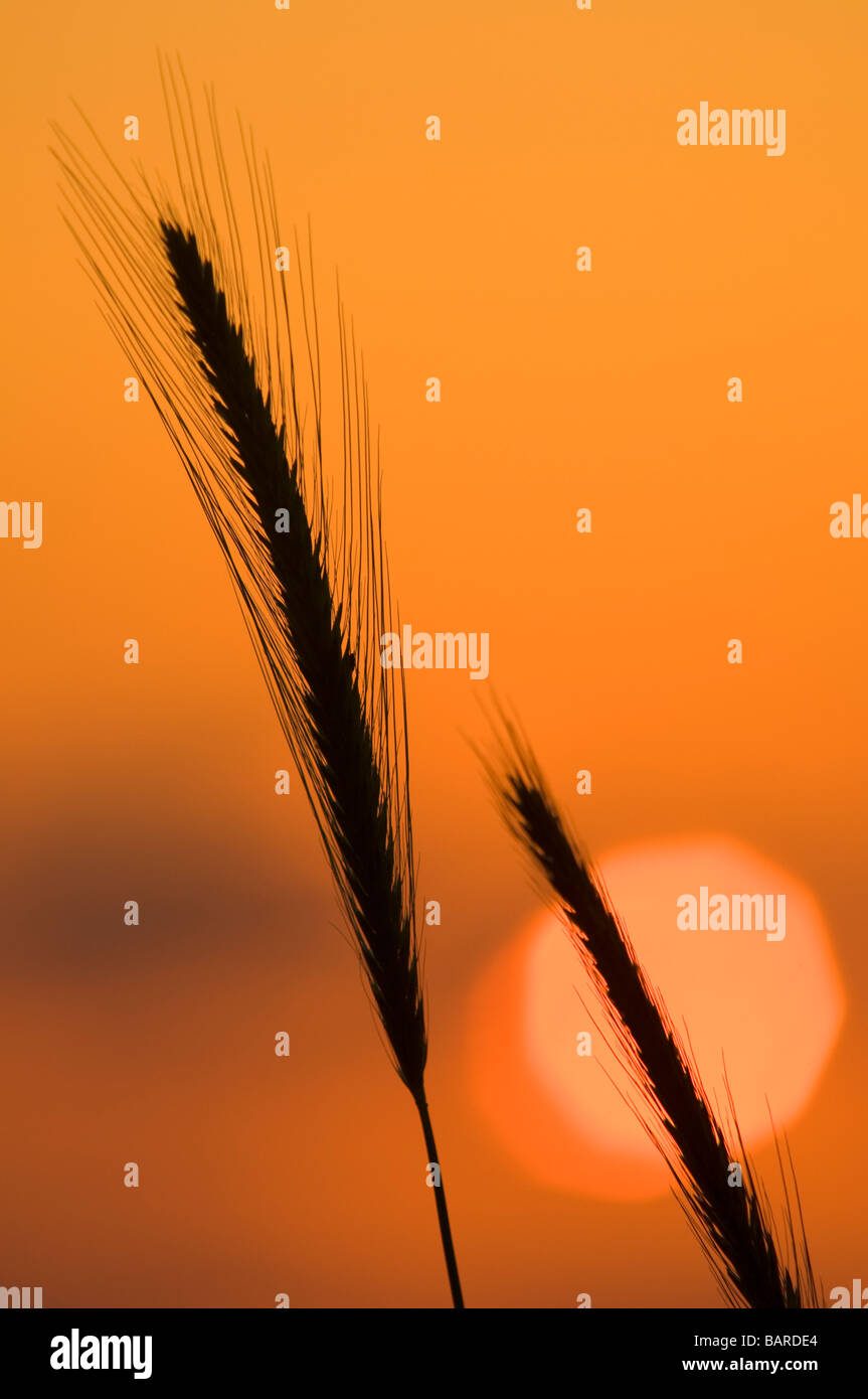 Wheat at sunset Stock Photo - Alamy