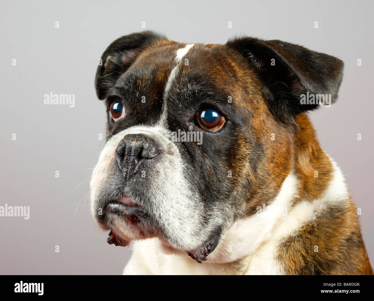 Ruby the old boxer Stock Photo - Alamy