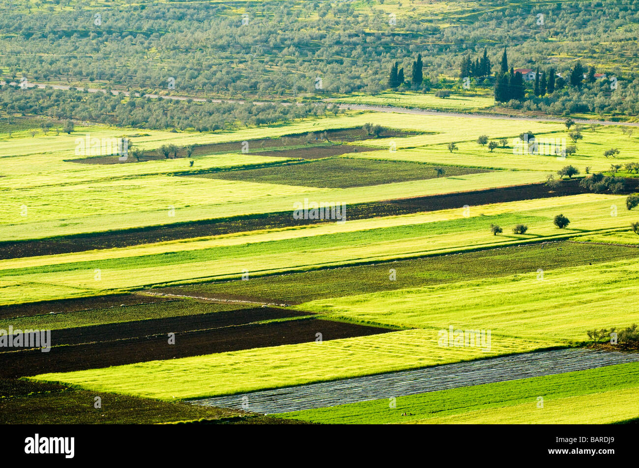 Israeli crops hi-res stock photography and images - Alamy