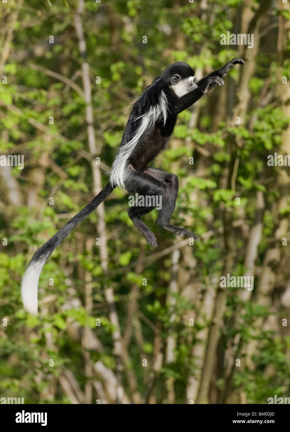Colobus monkey leaping hi-res stock photography and images - Alamy