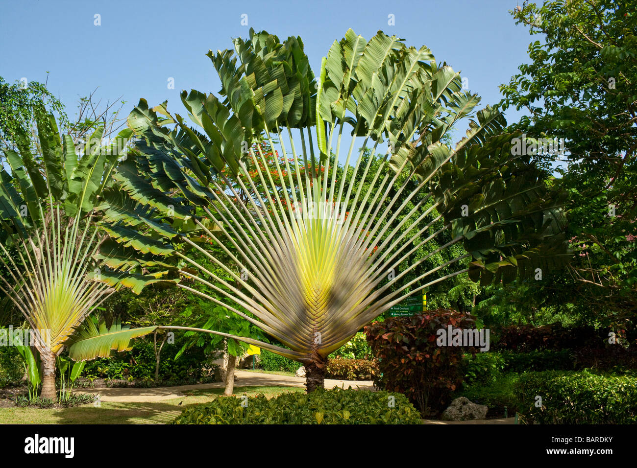 Graham hall barbados hi-res stock photography and images - Alamy