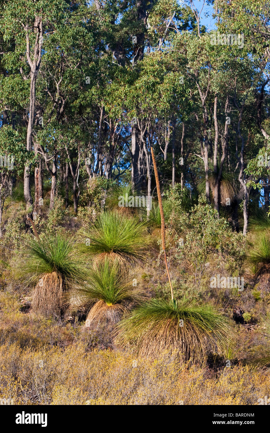 Balga hi-res stock photography and images - Alamy