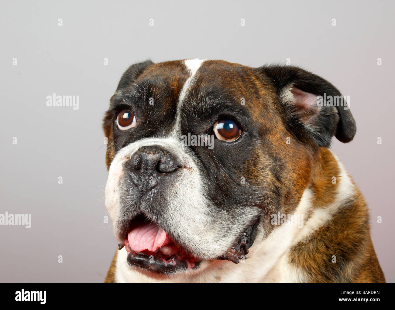 Old boxer hi-res stock photography and images - Alamy