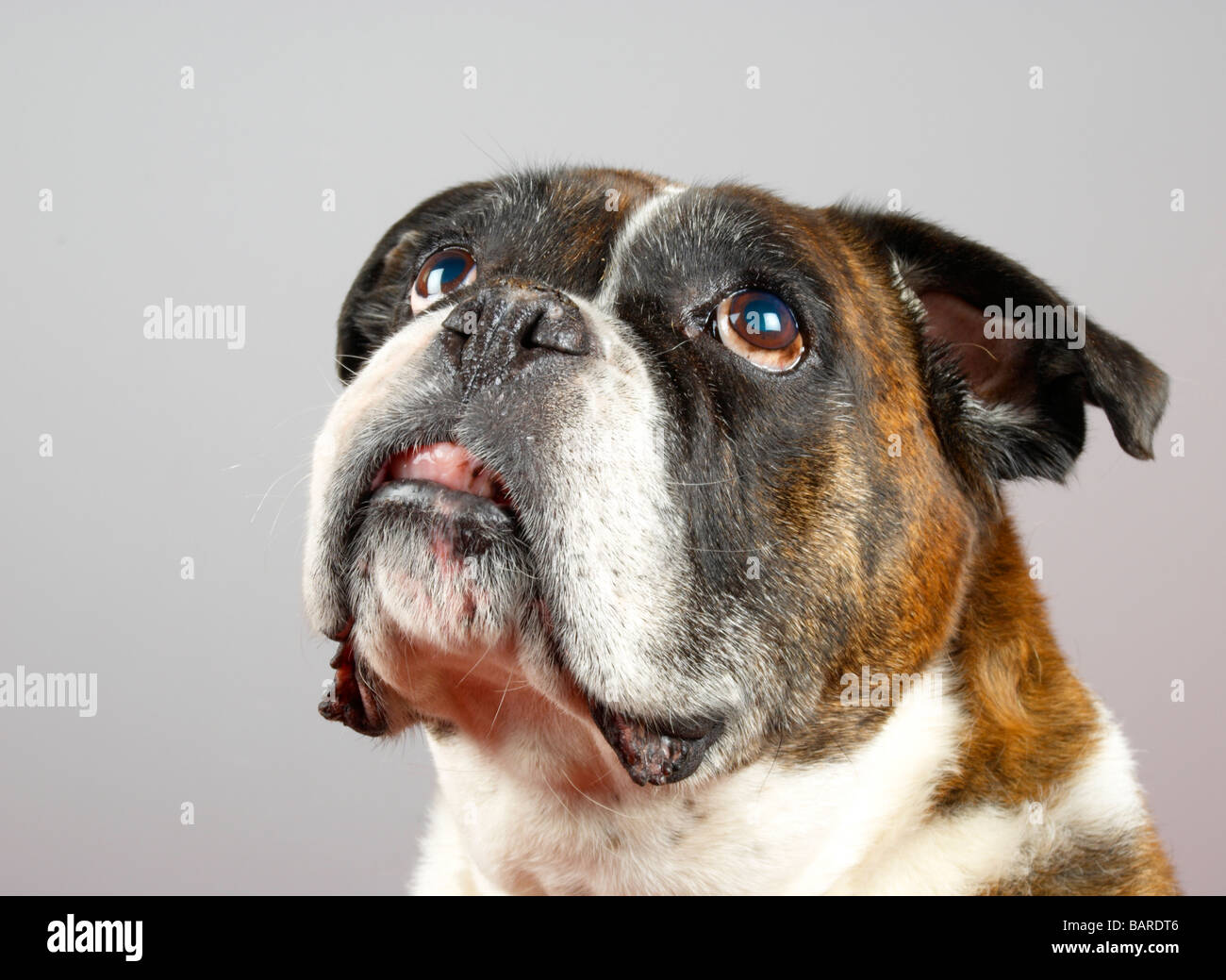 Ruby the old boxer Stock Photo - Alamy