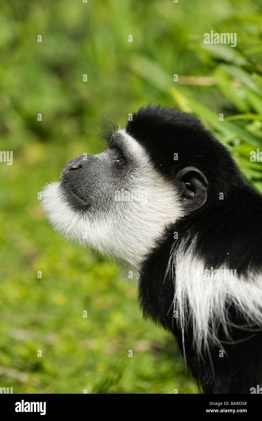 Black and white colobus monkey (Colobus guereza occidentalis) Captive ...