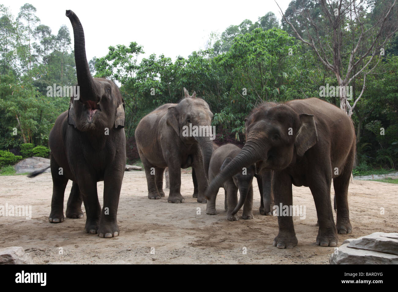 Elephant Reproductive Organs Pictures