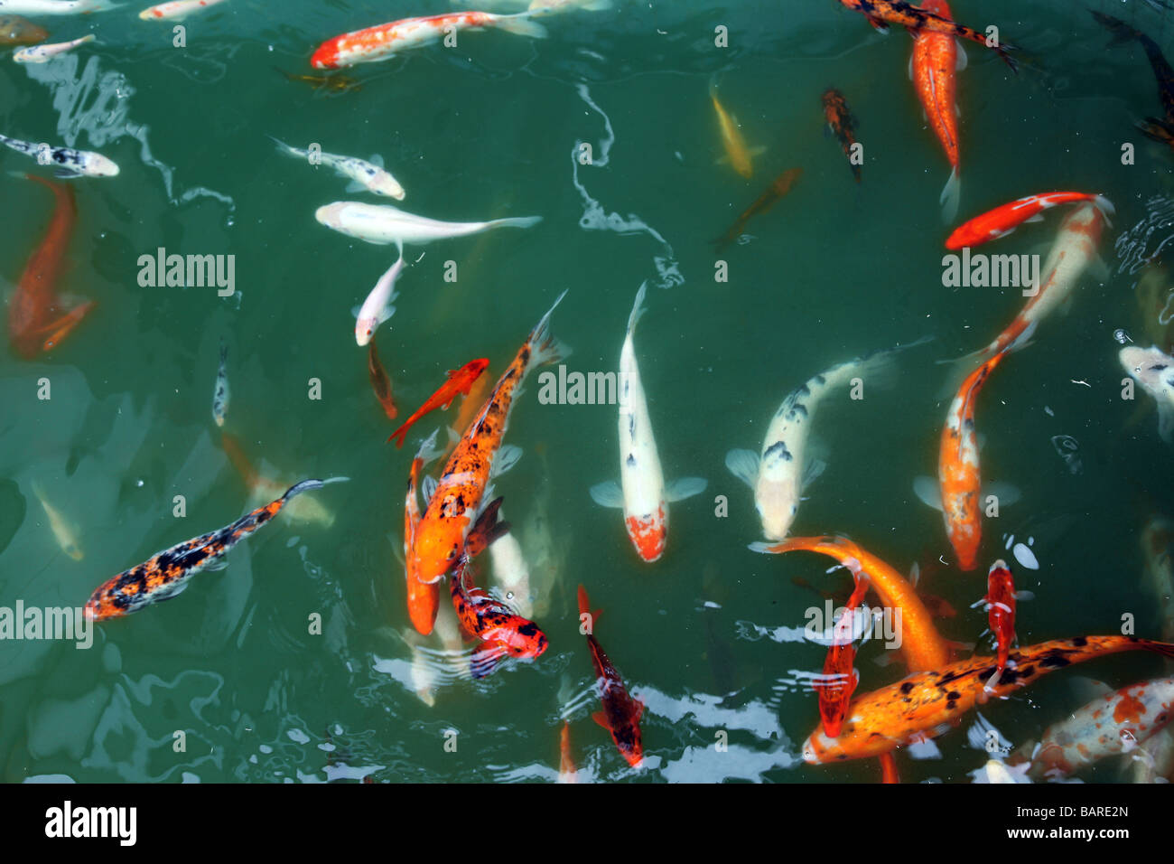 It's a group of Chinese red fishes in a aquarium eating the food people ...