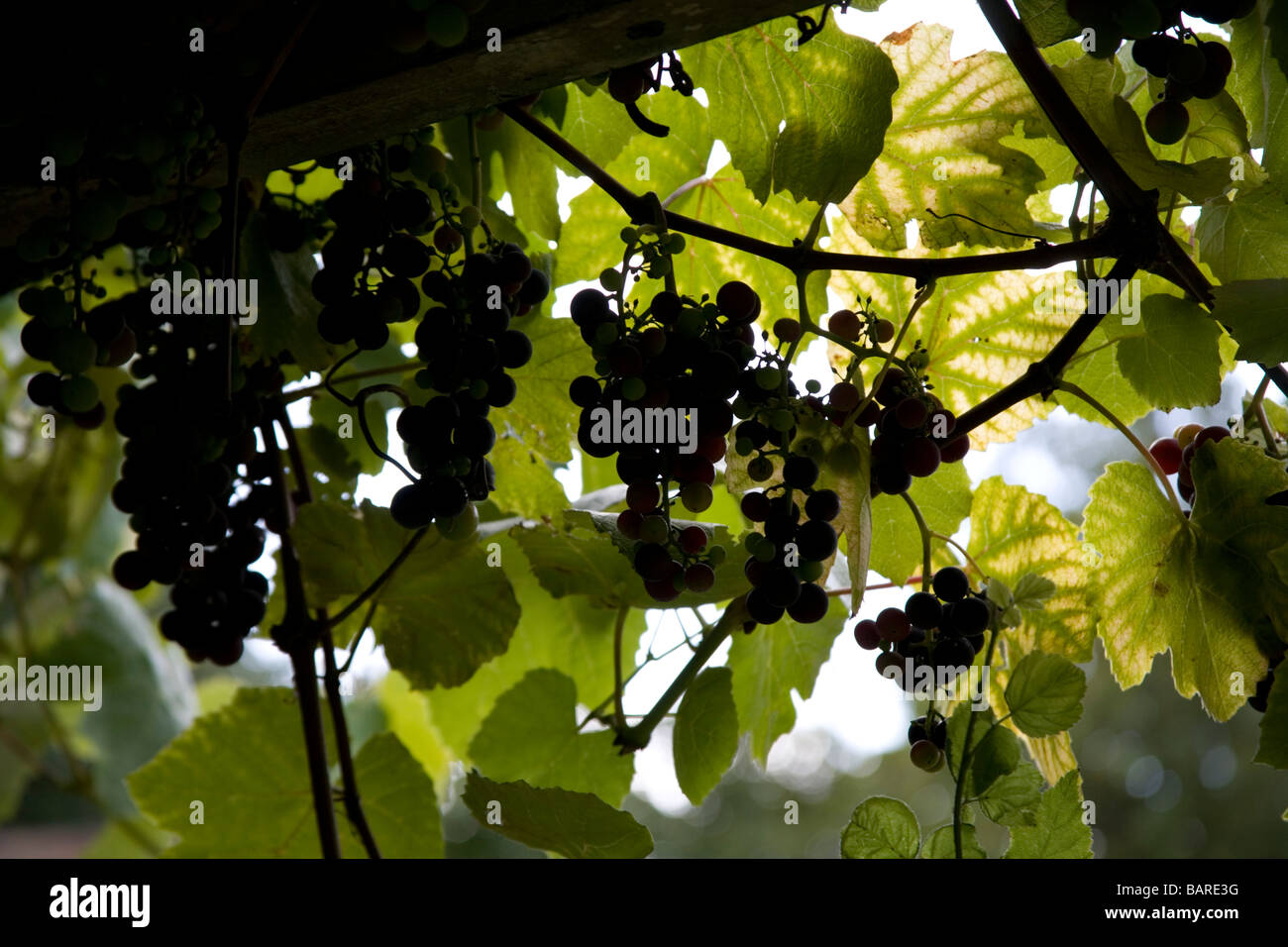 Grapes on vine Stock Photo - Alamy