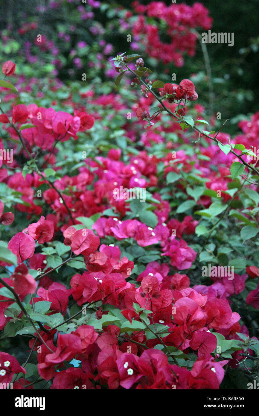 Red flower pics hi-res stock photography and images - Alamy
